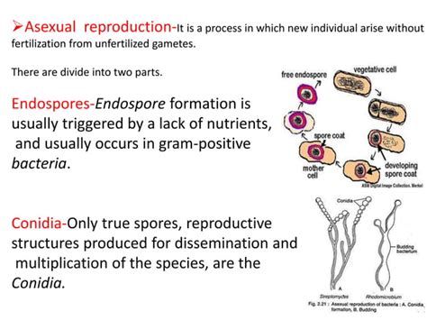 Introduction Of Bacteria PPTX