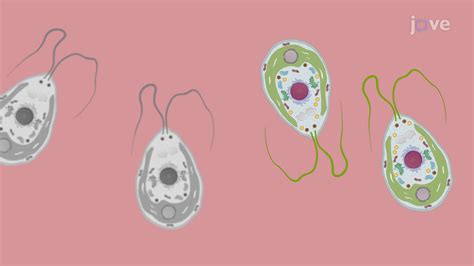 Video Nile Red Staining A Technique To Detect And Quantify