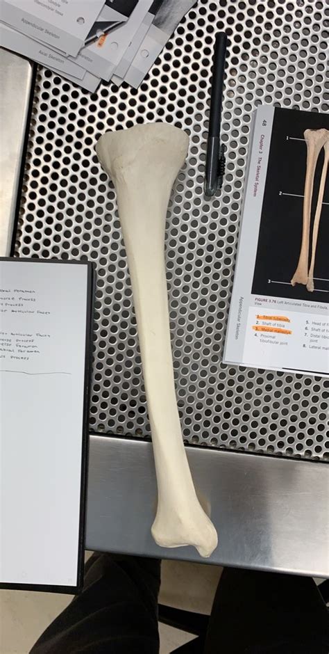 Right Tibia Anterior View Anterior View Diagram Quizlet Right Tibia Anterior View Anterior View Diagram Quizlet