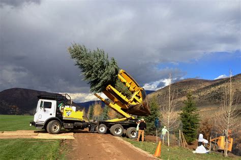 Tree Installations And Relocation In Aspen And Beyond Aspen Tree Service