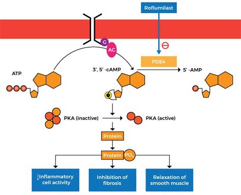 Roflumilast Uses Interaction And Side Effects Of Chronic Disease