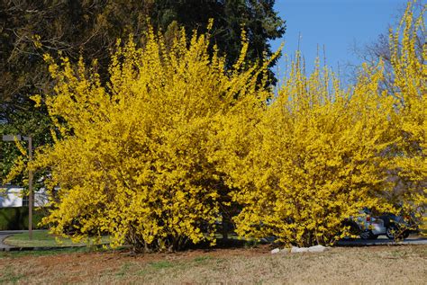 The Forsythia Revolution What Grows There Hugh Conlon