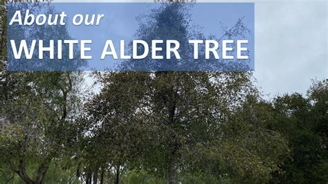 White Alder Tree A Complete Guide To Id And Landscaping Finenaturalist Blog