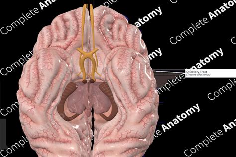 Olfactory Bulb Anatomy
