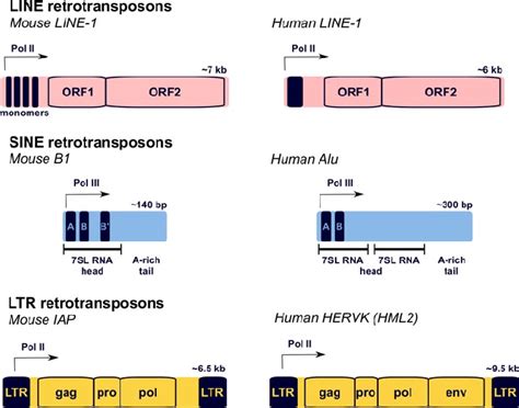 Structure Of The Major Mammalian Retrotransposons Mouse And Human