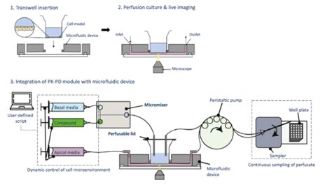 Tissue Models Nccr Antiresist
