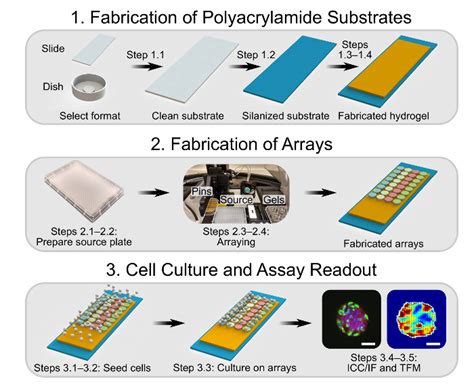 A High Throughput Cell Microarray Platform For Correlative Analysis Of