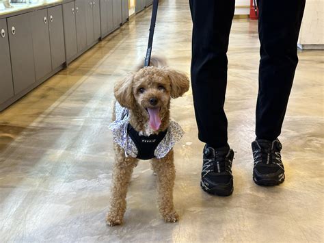 말티푸 라운 포메라니안종류 말티즈종류 말티푸종류 푸들종류 먼치킨종류 랙돌종류 브리티쉬숏헤어종류 스코티쉬폴드종류 러시안블루종류 소형견성격 중형견성격 대형견성격 비숑프리제성격