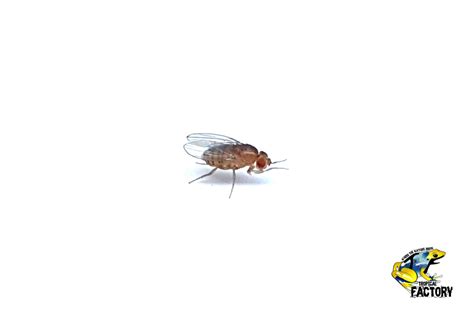 Drosophila Melanogaster Tropical Factory