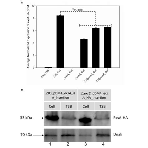 Exsa Can Be Directly Activated By Alternative Signaling Pathway A