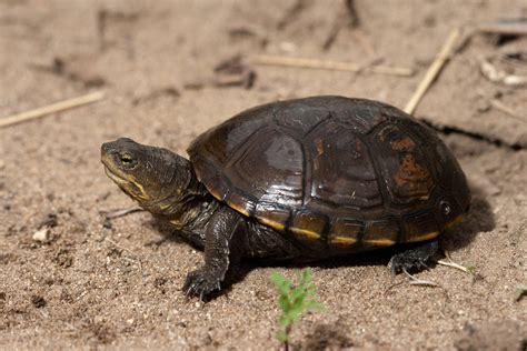 Download A Majestic Mud Turtle Crawling On The Sand Wallpaper