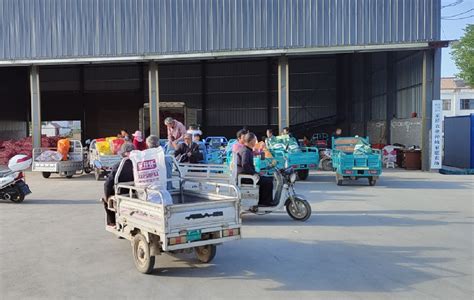 周口市淮阳区家祥农业种植家庭农场淮阳区家祥农场 花生花生米淮阳花生米花生种淮阳大蒜淮阳把子蒜蒜薹蒜种淮阳扒皮蒜淮阳把子蒜
