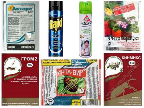 Как избавиться от мошек в цветочных горшках: пути решения