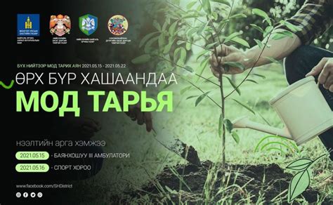 Сонгинохайрхан дүүрэгт өрх бүр хашаандаа мод тарина News Mn