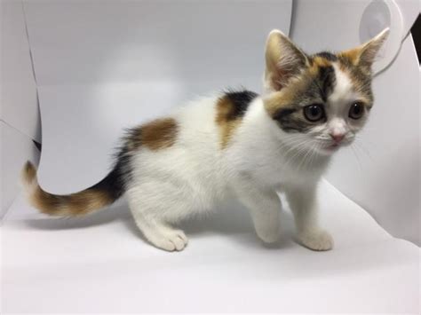 スコティッシュフォールド三毛猫オス 子犬や子猫たちのペット販売情報が満載「ペットステーション」