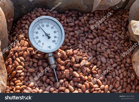 Temperature Measurement Cocoa Beans Fermented Wooden Stock Photo Shutterstock