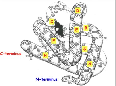 BIOC0006 Structure Of Myoglobin And Haemoglobin Flashcards Quizlet
