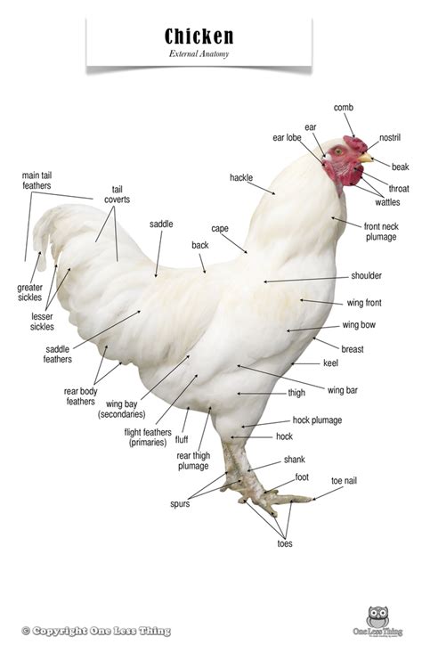 External Body Parts Of Poultry Hasma
