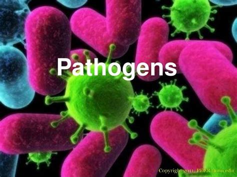 Pathogenic Bacteria Associated With Different Categories Of Food