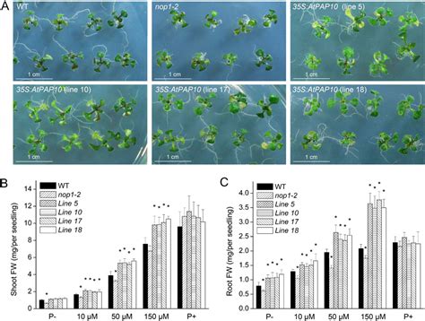 Figure 1 From The Arabidopsis Purple Acid Phosphatase Atpap10 Is Predominantly Associated With