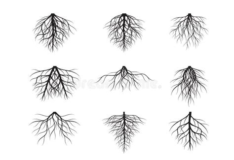 Black Tree Roots Vector Illustration Stock Vector Illustration Of