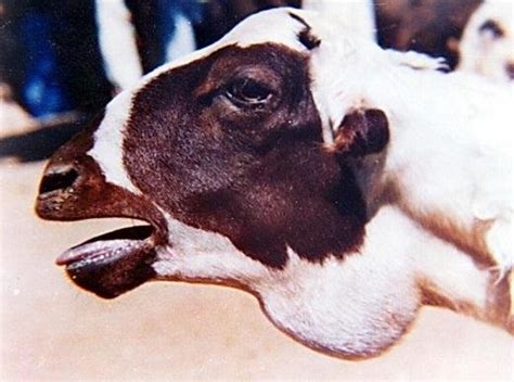 Abscess At The Mandibular Region In A Goat Fig 8 Abscess At The Download Scientific Diagram