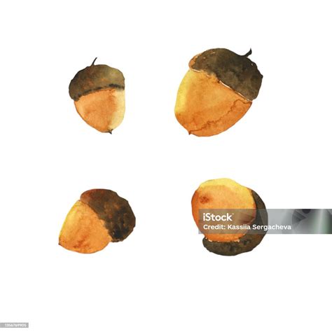 흰색 배경에 고립 된 오크 도토리의 수채화 세트 갈색 도토리 초대장 인사말 카드 포스터 로고 인쇄에 딱 맞는 손으로 그린 일러스트레이션 클립 아트 견과에 대한 스톡 벡터