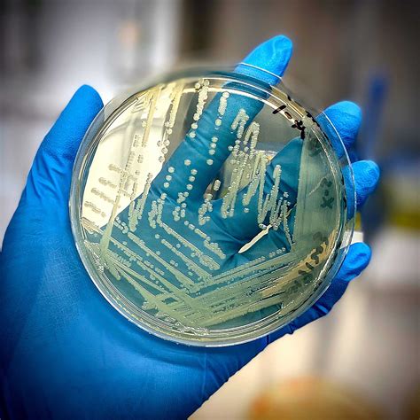 Food Scientists Slice Time Off Salmonella Identification Process Agdaily