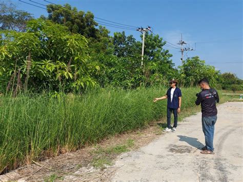 ภูมิสุพรรณ มะม่วงคุณภาพส่งออกจากสวนของจังหวัดสุพรรณบุรี