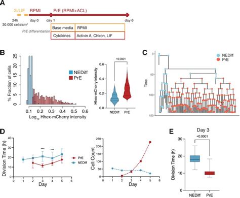 Transcriptional Heterogeneity And Cell Cycle Regulation As Central