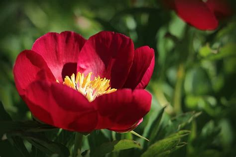 매크로 꽃잎 나뭇잎 모란 Hd 배경 화면 Wallpaperbetter