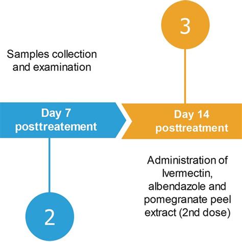 Schematic Illustration Showing The Timeline Of The Experimental Design