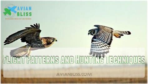 Sharp Shinned Hawk Vs American Kestrel Key Differences Explained