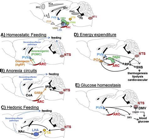 Structure Production And Signaling Of Leptin Metabolism Clinical