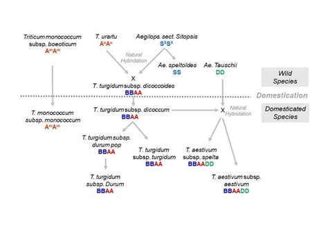 The Evolutionary And Genome Relationships Between Cultivated Wheat