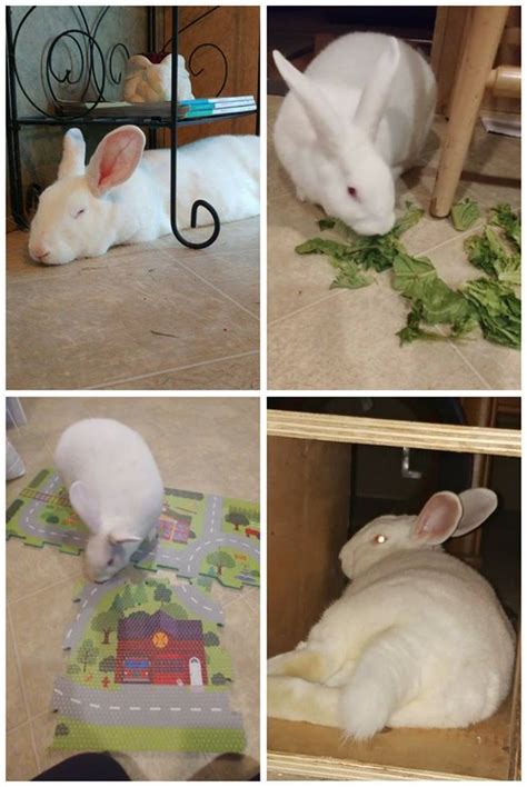 Bun Bun Brigade Happily Ever After