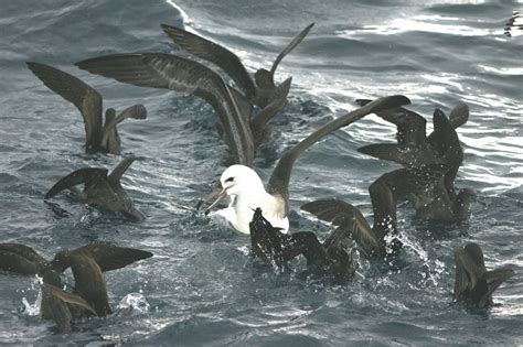 National Wildlife Day