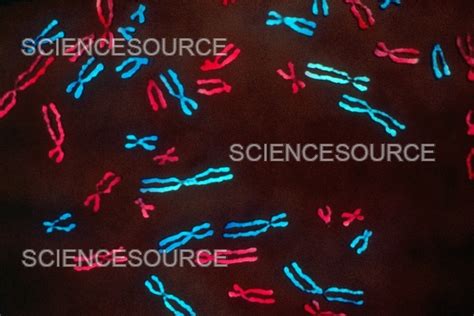 Genetics Human Chromosomes Metaphase Stock Image Science Source Images