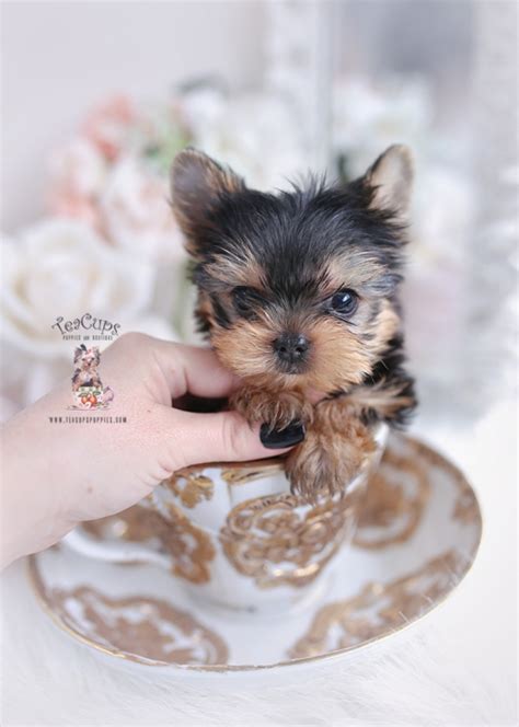 Full Grown Micro Teacup Yorkie