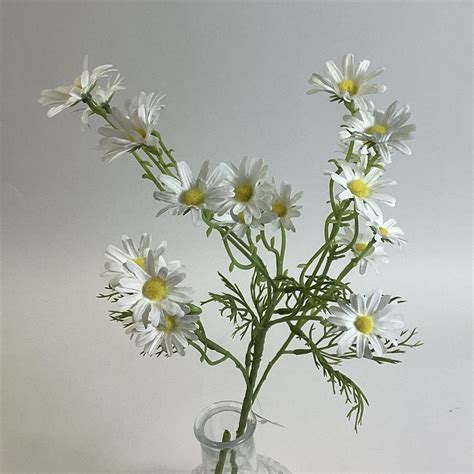 Mini Aster Daisy Spray White Village Green