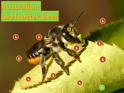 Australian Leafcutter Bees