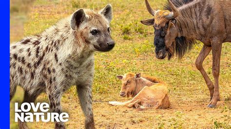 Spotted Hyena Giving Birth