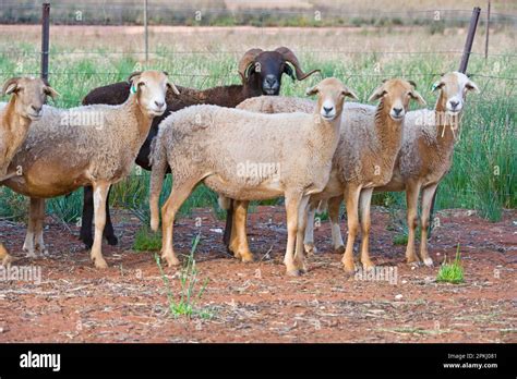 Domestic Sheep Fat Tailed Sheep Flock Standing At Fence Fraser