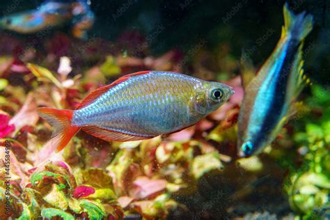 Neon Dwarf Rainbowfish Melanotaenia Praecox With Emperor Tetra In