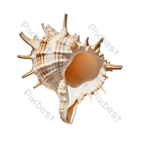 White Shell In Focus Showcasing Its Graceful Shape And Beauty Png Images Png Free Download