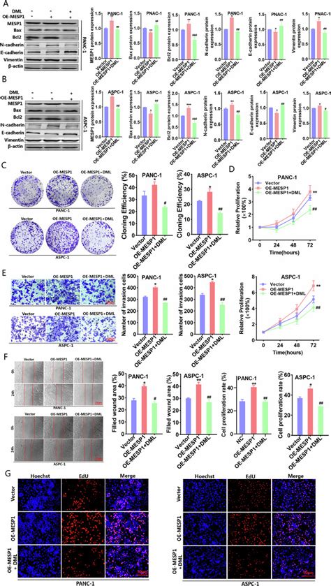 Demethylzeylasteral Suppresses The Expression Of Mesp1 By Reducing