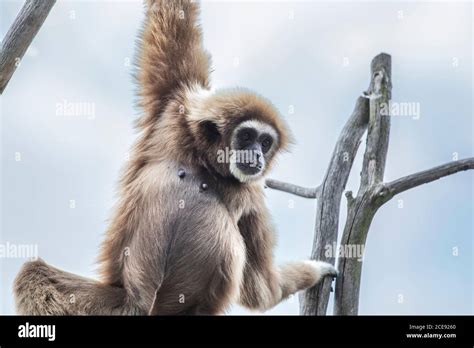 Gibbon Monkey Belong To The Group Of Lesser Apes Gibbons Live In Subtropical And Tropical