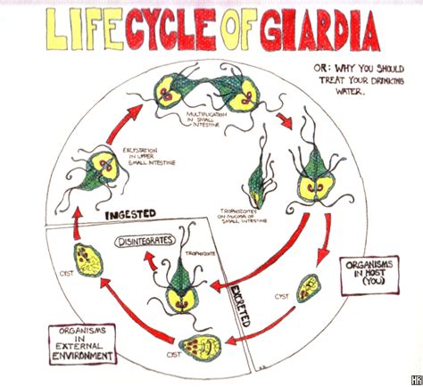 Life Cycle Of Giardia Big