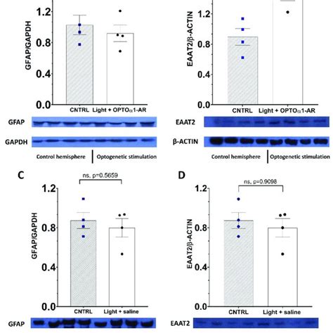 Optogenetic Stimulation Of Astrocytic G Coupled Protein Did Not Lead To Download Scientific