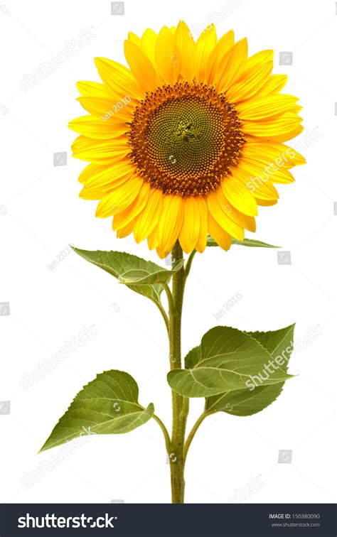 34773 황금꽃 해바라기 이미지 스톡 사진 및 벡터 Shutterstock